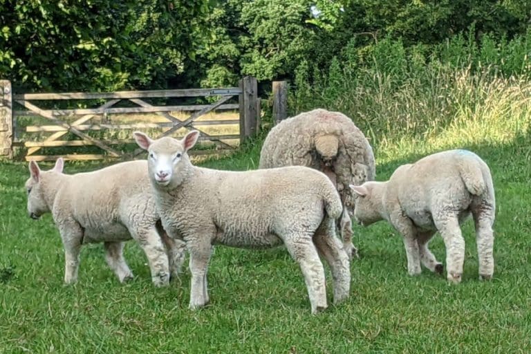 HIDDEN COTSWOLD TOURS – Personal Guided Tours Around The Cotswolds
